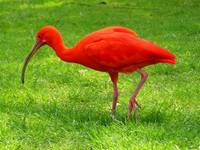 Aviornis International Nederland: Ibisring-Ibissen en lepelaars